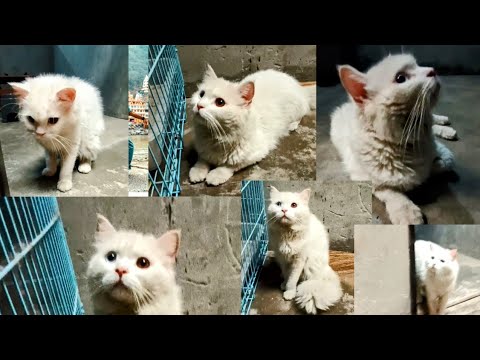 Chittu Chip Gaya Pinjre Ke Peeche #cat #trending #viralvideo - YouTube