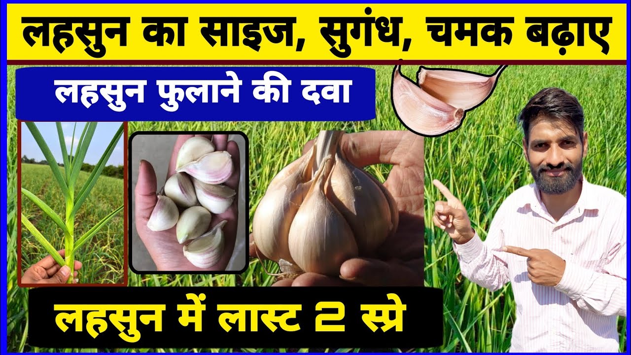 इन दो स्प्रे से लहसुन की बंपर उपज पाएं | Lahsun ka size kaise badhaye ...