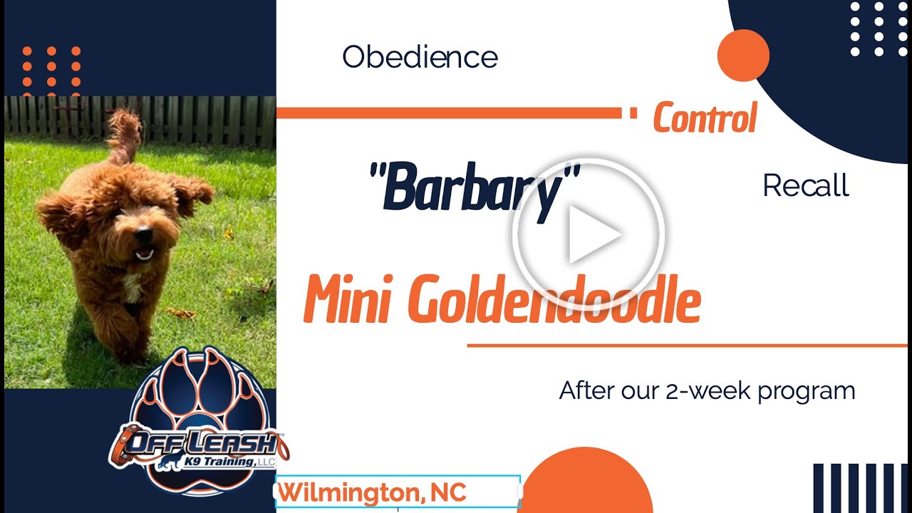 Wilmington Dog Trainers - Barbary two week Board & Train - YouTube