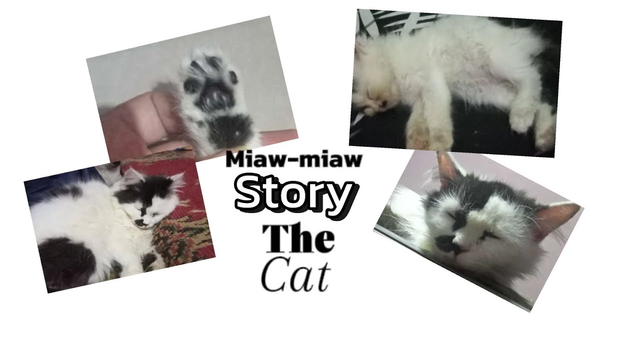 Story Of Miaw-miaw Cat - YouTube