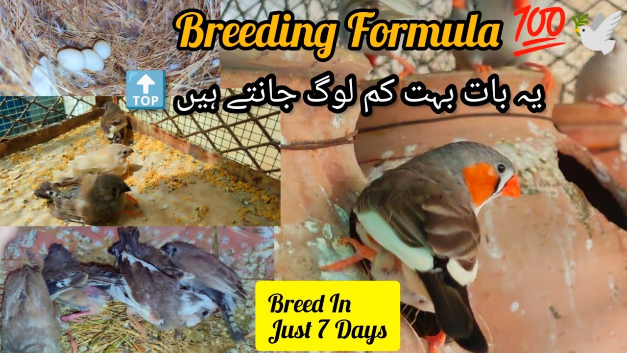 Finch Breeding Formula || Finch Breeding Formula in Winter Season ...