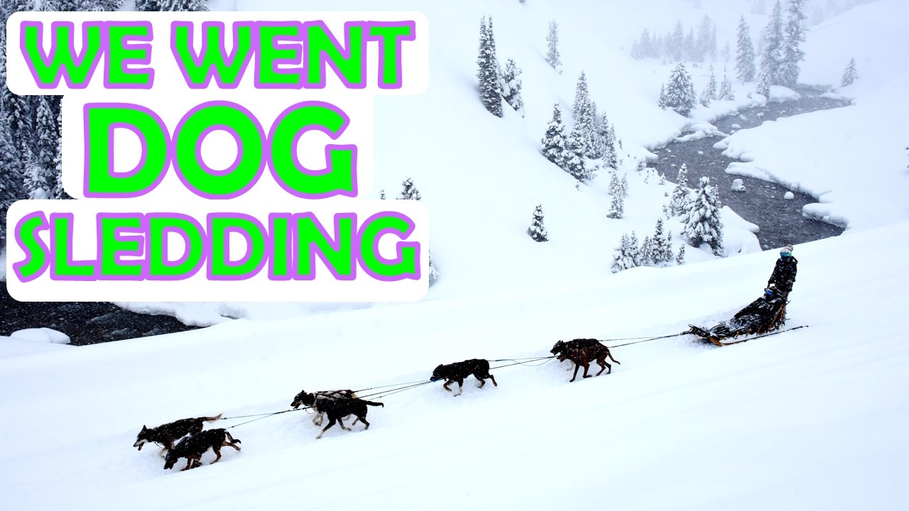 We went Dog Sledding and it was awesome - YouTube