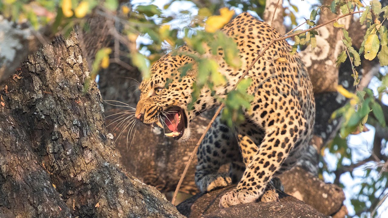A beautiful leopard with prey in tree in South Luangwa Zambia - YouTube