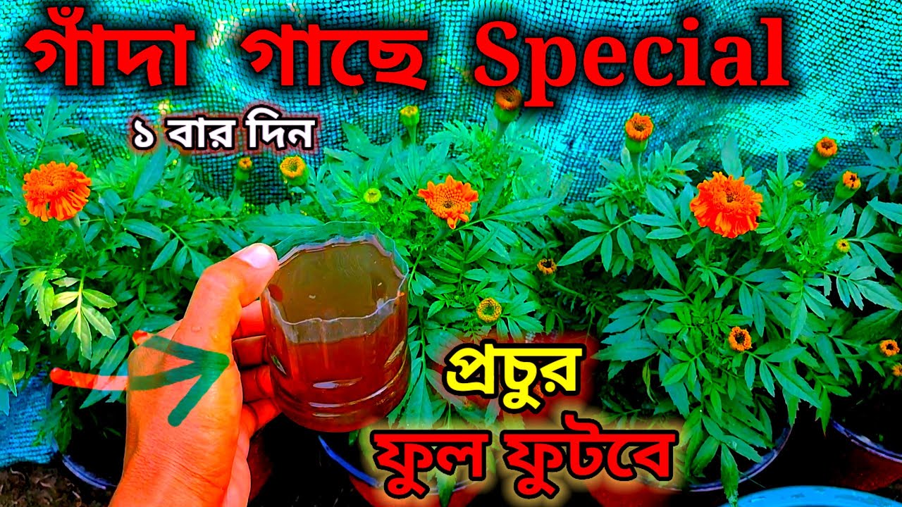 গাঁদা গাছের Special ১ বার দিন প্রচুর কুঁড়ি আসবে - দেখুন কম খরচে গাঁদা ...