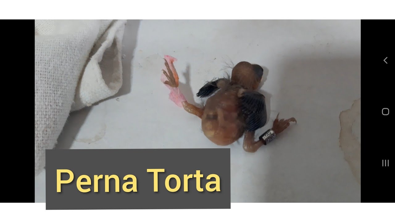 Perna Torta - YouTube