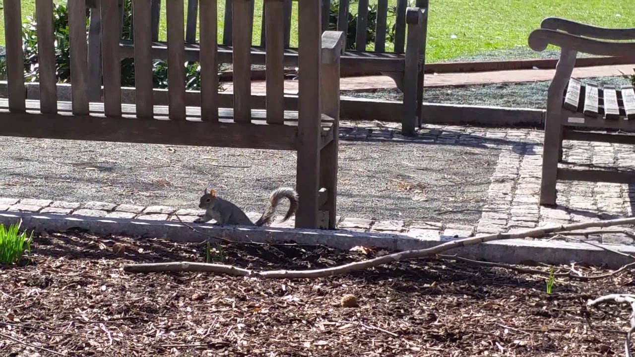 Squirrel being a derp - YouTube
