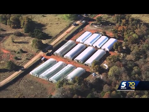 OBN says illegal grow operations are connected to organized crime