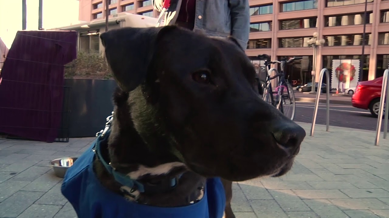 Adopt a Spy Dog - YouTube