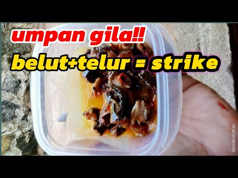 Resep Umpan Mancing Super Galak! Belut Bakar Campur Telur