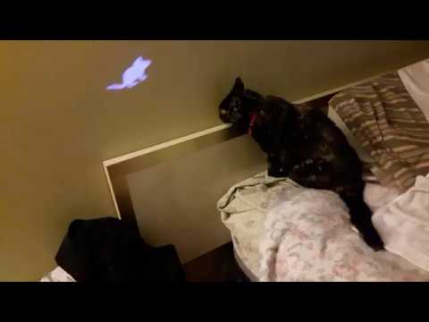 Cats Chasing Laser Light Fun - YouTube
