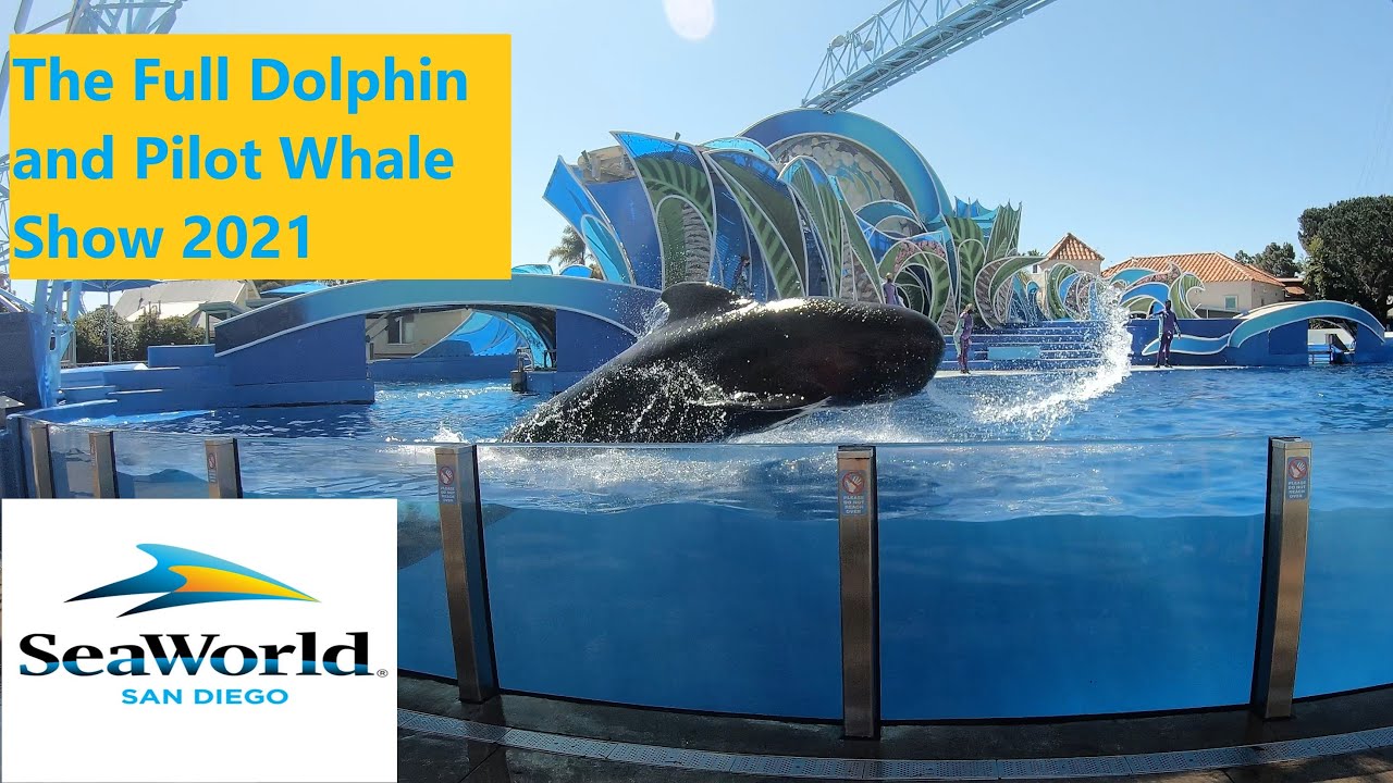Dolphin - Pilot Whale Show - Sea World San Diego 2021 4K #seaworld # ...