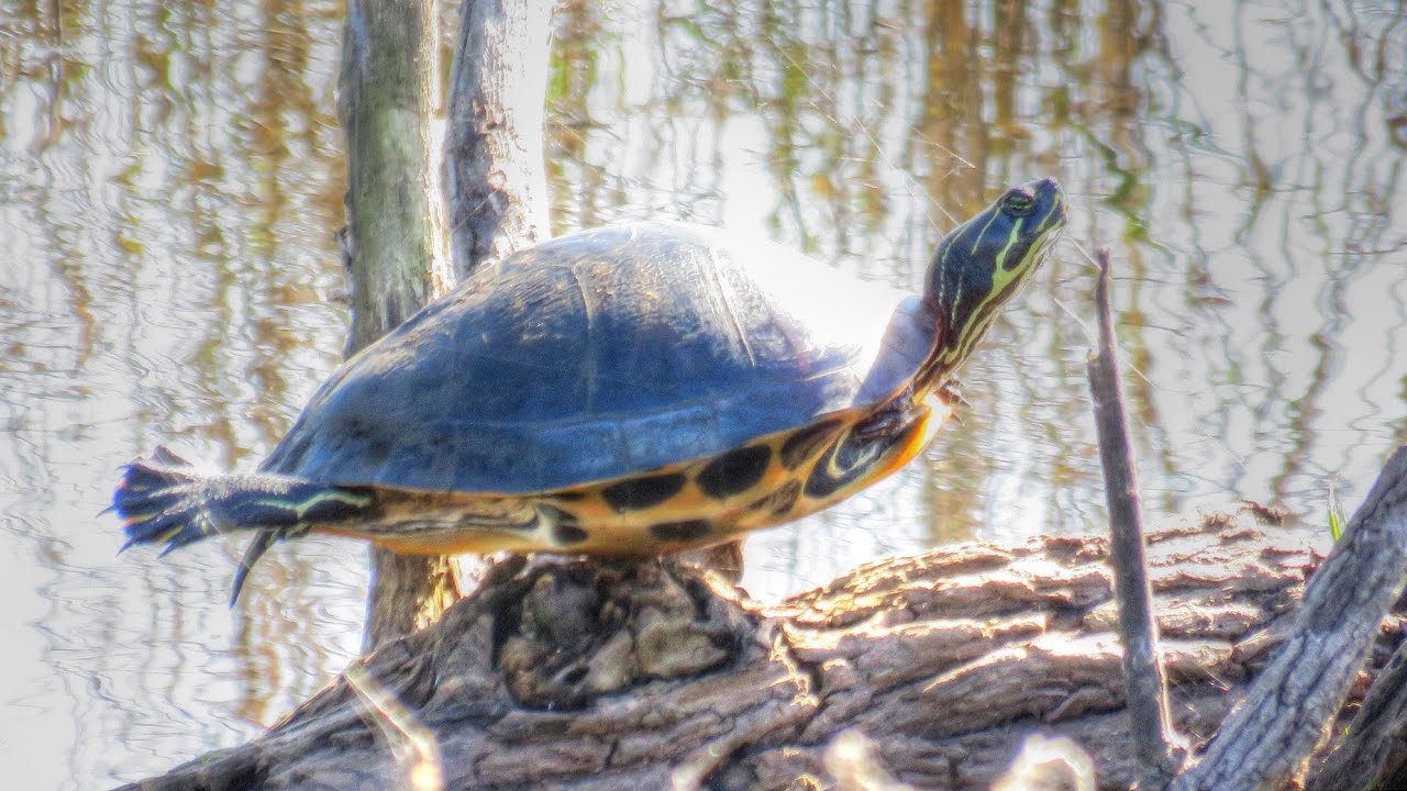 Turtle Balancing - Morning Yoga - YouTube
