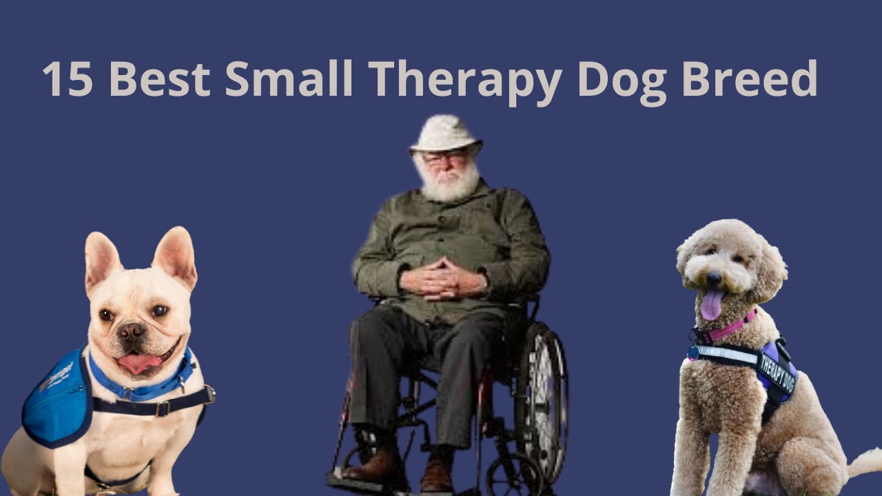 15 Best Small Therapy Dog Breeds I Small Therapy Dog Breeds That Bring ...