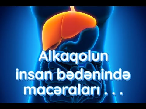 Alkaqolun insan bədənində macəraları |Tibbi anatomik video|