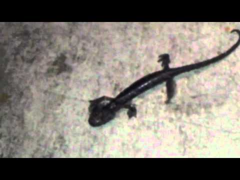 Here lizard lizard lizard - YouTube