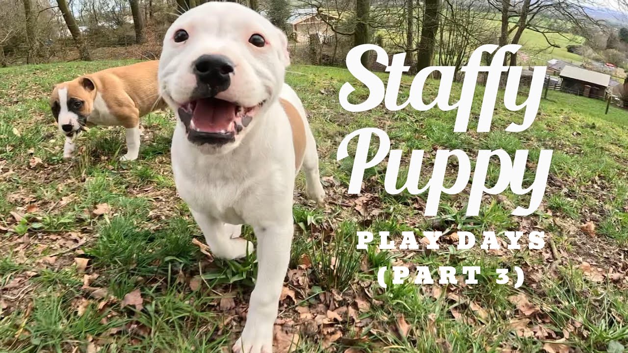 🌿Staffy Puppies Explore the Field – Stick Discoveries, Staffy Smiles ...