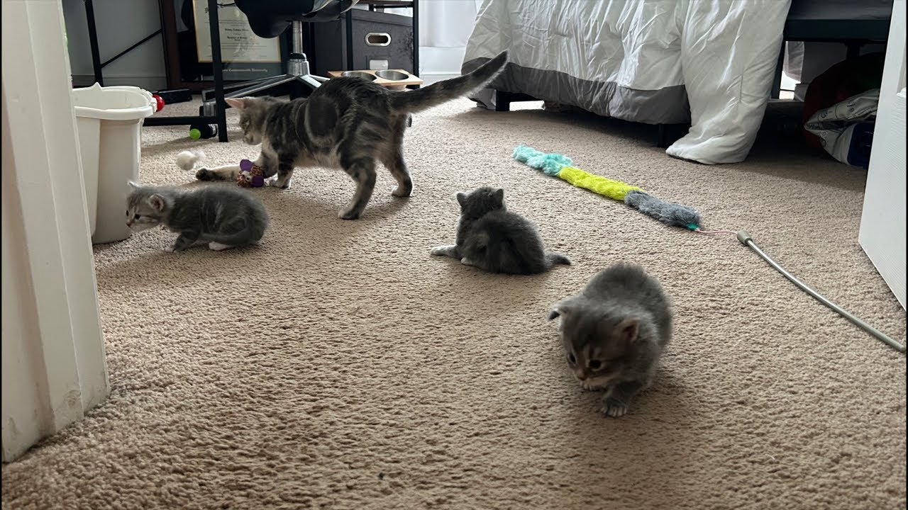 KITTENS ARE EXPLORING OUTSIDE THE NESTING BOX! - YouTube