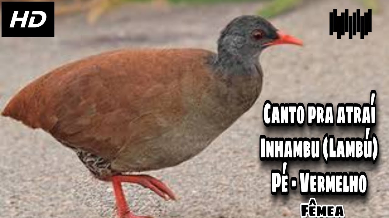 CANTO DA INHAMBU (LAMBÚ) PÉ- VERMELHO 🎶 - YouTube