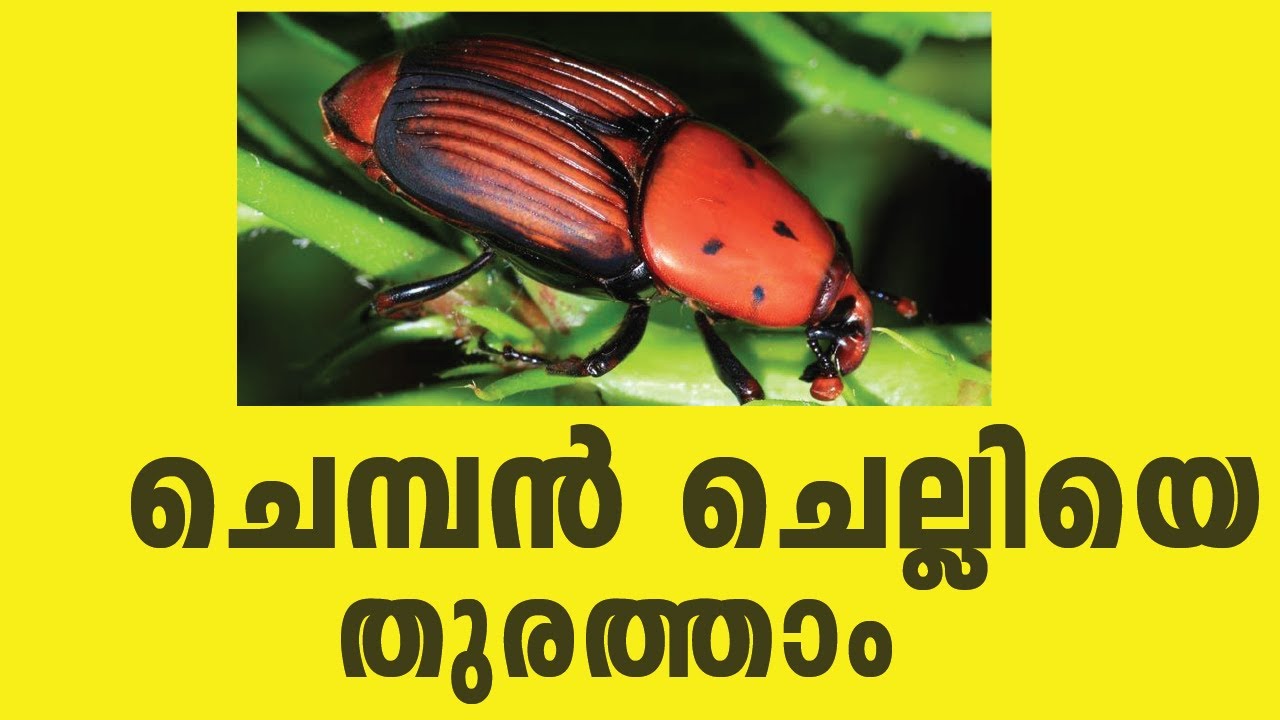 തെങ്ങിനെ എങ്ങനെ ചെമ്പൻ ചെല്ലിയിൽ നിന്ന് രക്ഷിക്കാം | ചെമ്പൻ ചെല്ലിയെ ...