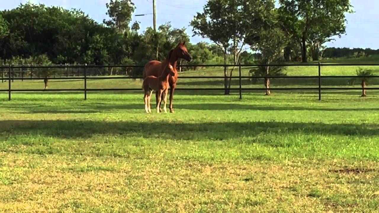 2015 Hanoverian colt by Sternlicht GGF out of a Freestyle x Weltmeyer ...