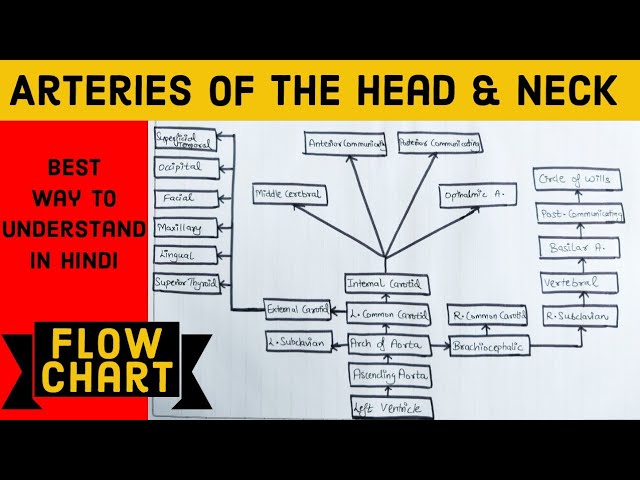 Flow Chart Of Arteries