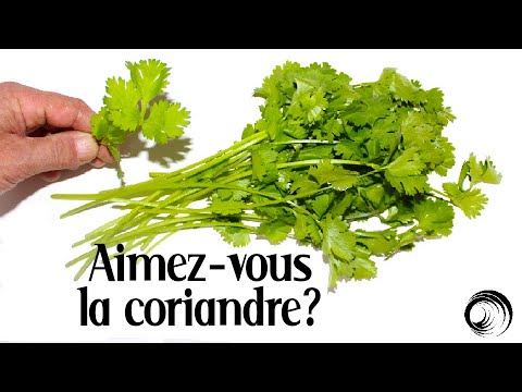 Franchement, quel est le rapport entre la coriandre et une punaise ...