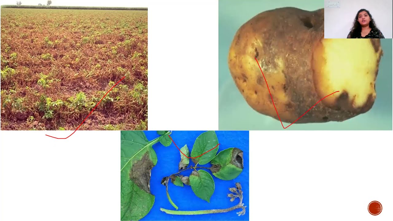 basics-of-plant-pathology-2-youtube