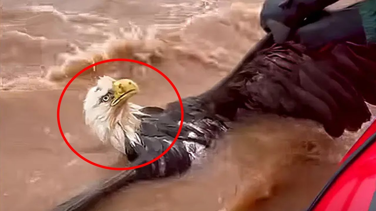 Rescue Video Shows Incredible Action As A Man Saves A Bald Eagle From ...