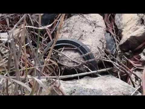 Black snake brumation in winter - YouTube