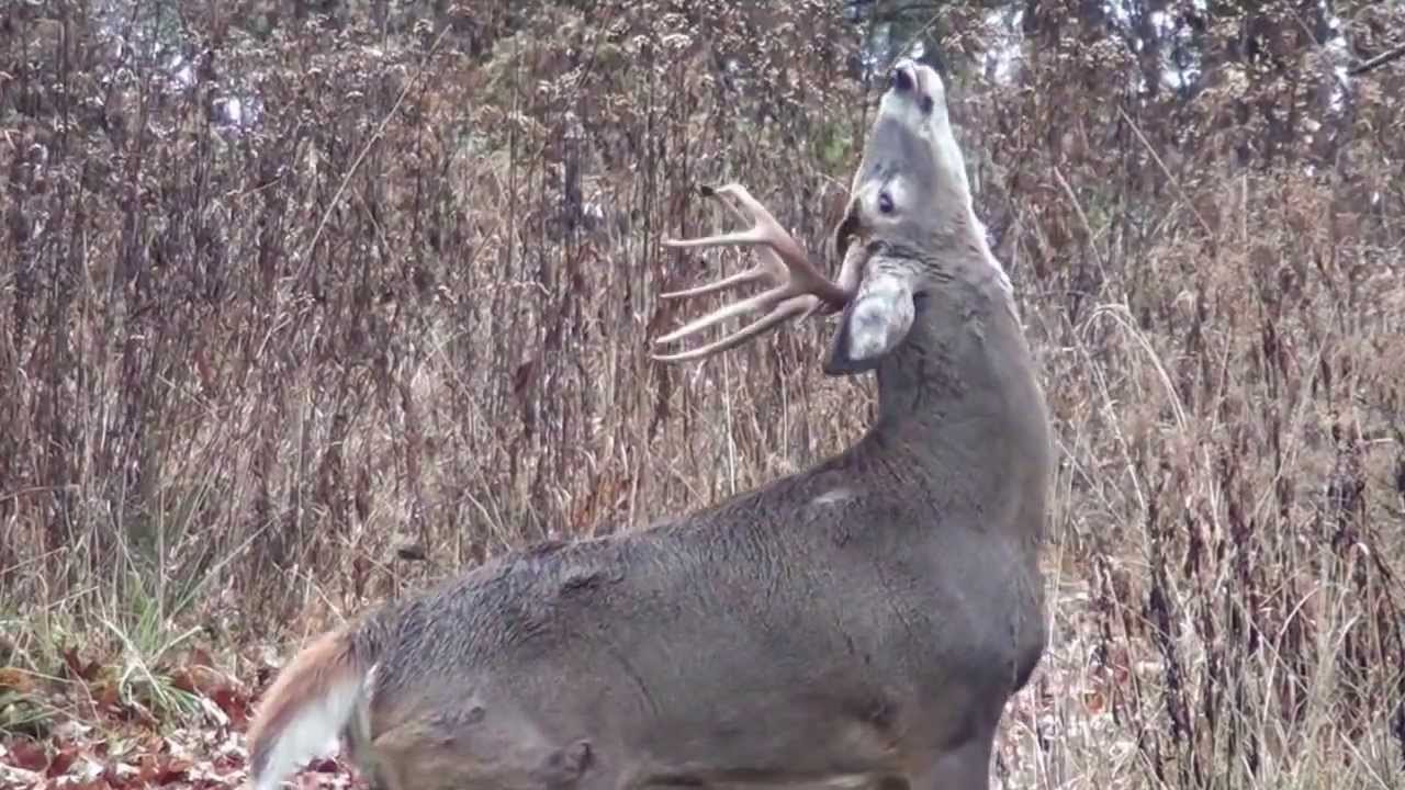 Nice buck makes a scrape - YouTube