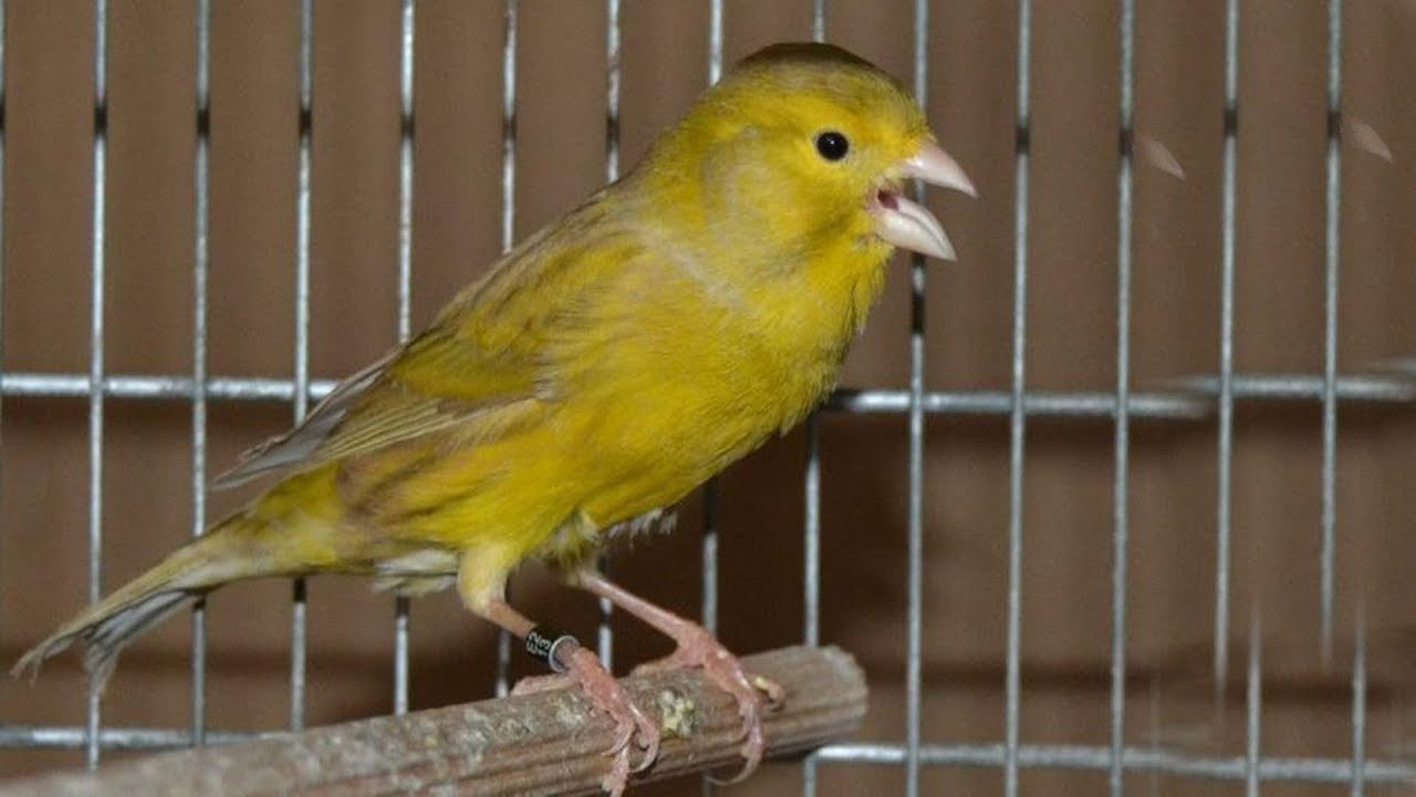 Amazing singing canaries (part 2) - YouTube