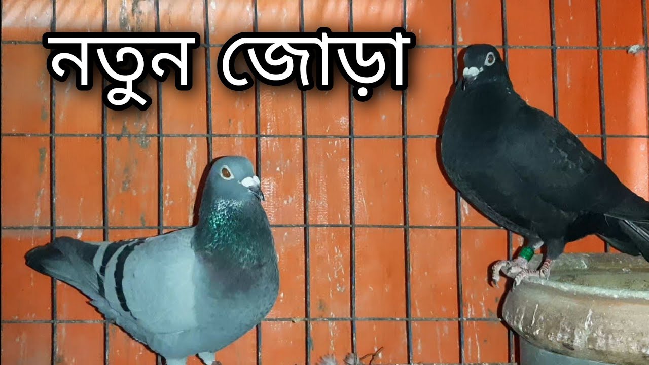 new pigeons pairing || carloss pigeon / peter van de merwe pigeons ...