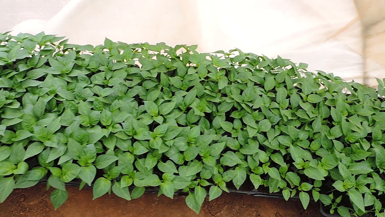 Capsicum seedlings in the greenhouse - YouTube