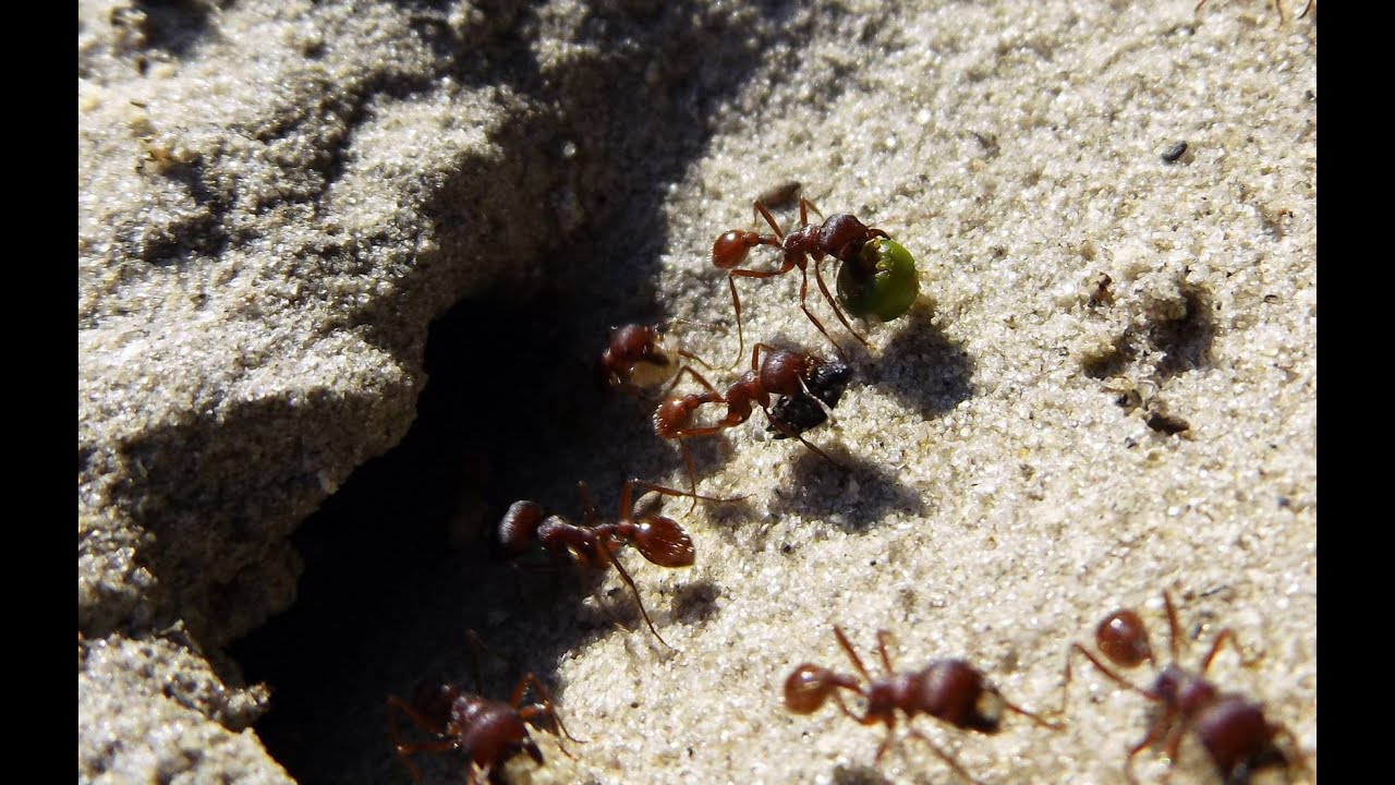 Ant Videos AntCam Part 1 - YouTube