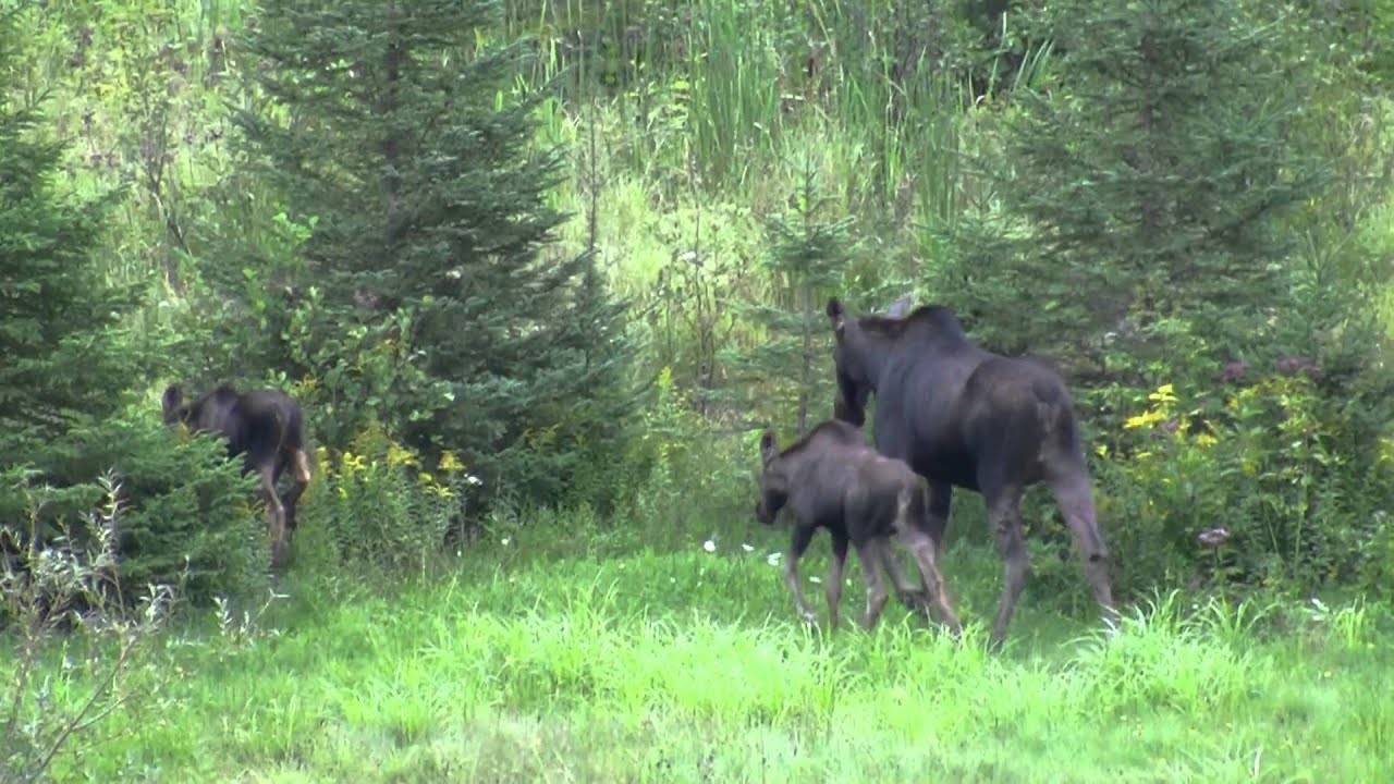 Backyard Moose - YouTube