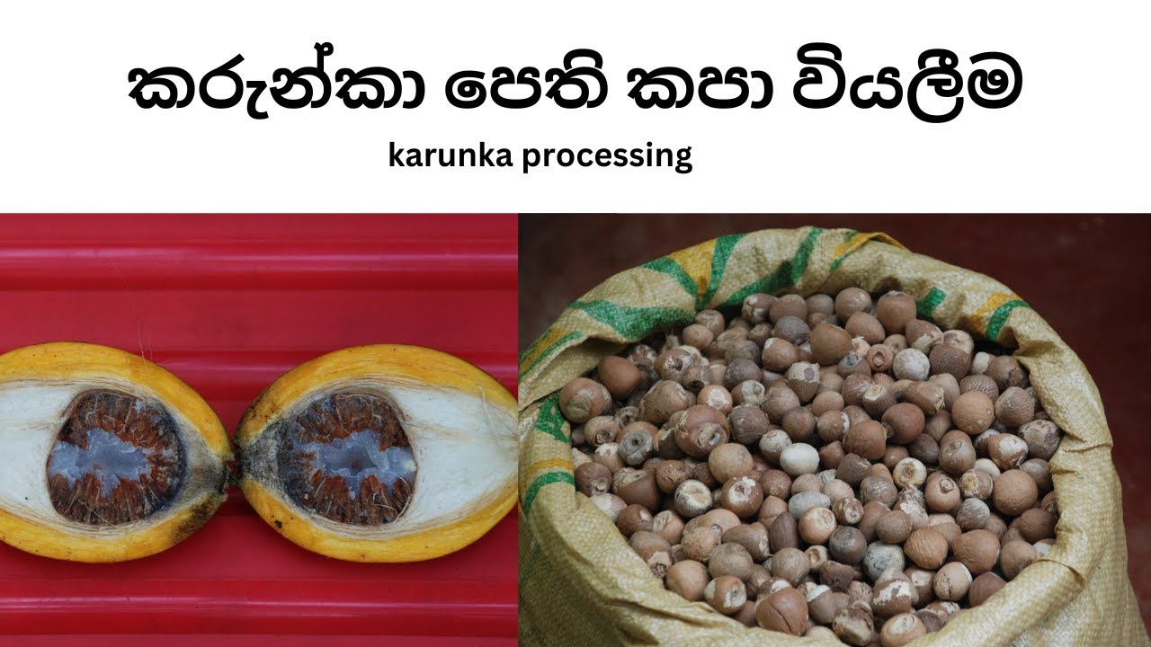 karunka processing (කරුන්කා පෙති කපා වියලීම ) - YouTube