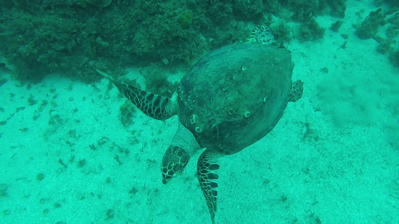 Sea Turtle - Jamaica - YouTube