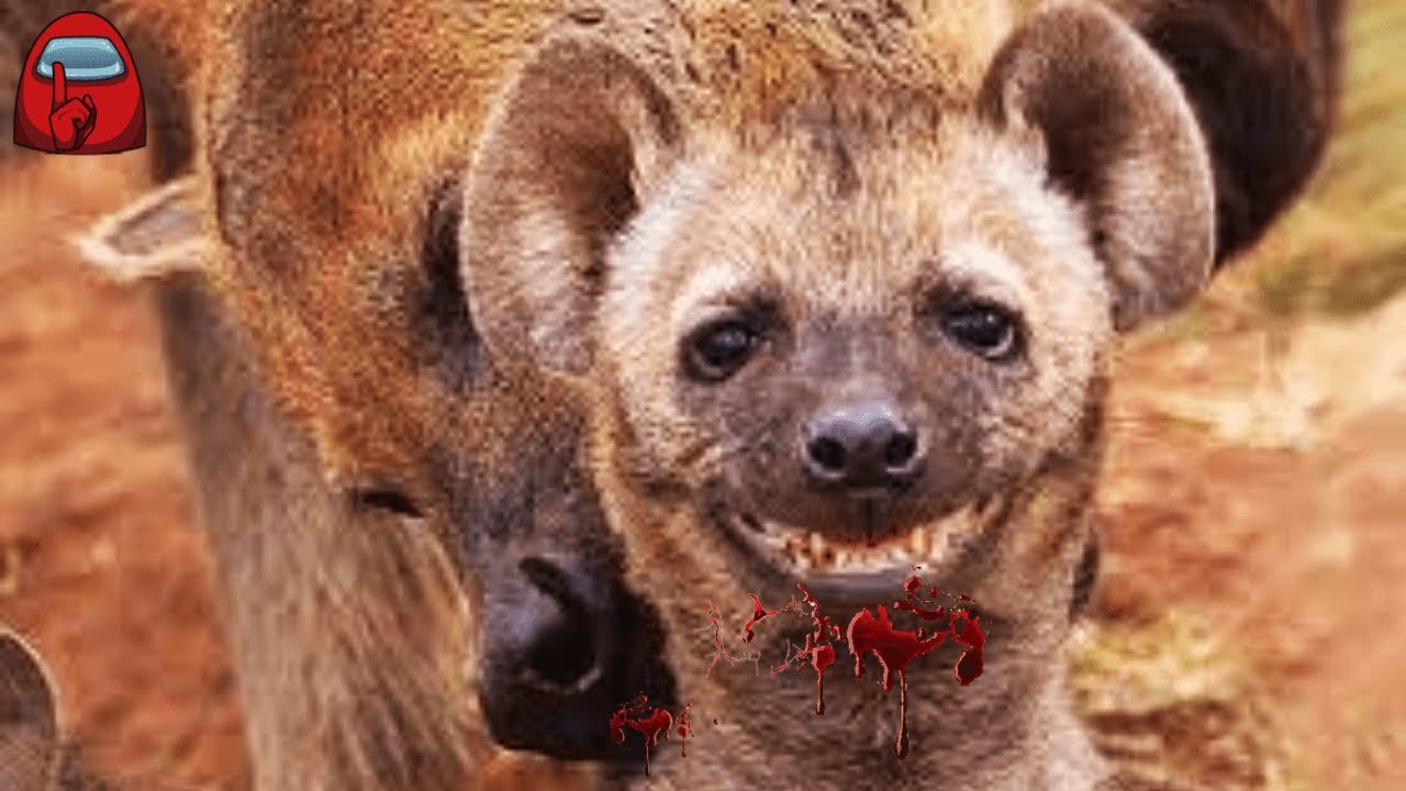 HIENAS: CAZADORAS Implacables En Del Reino Salvaje - YouTube