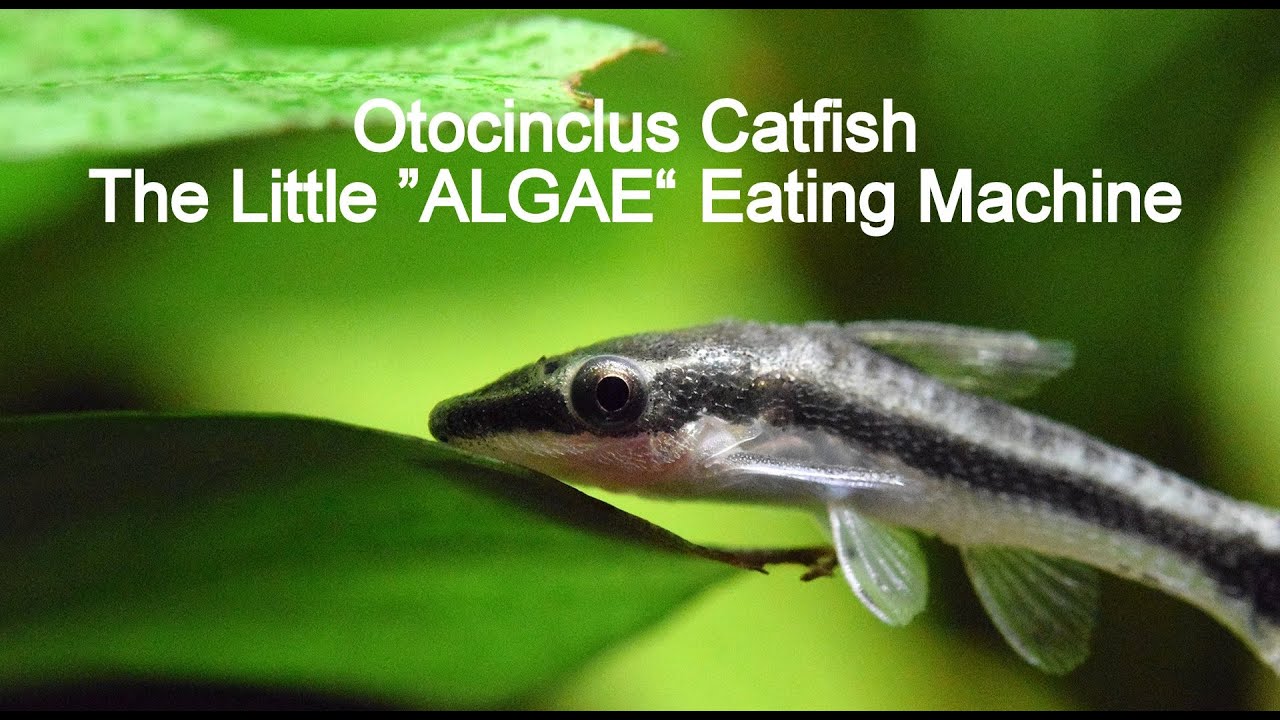 Otocinclus Catfish / The Algae Eating Machine - YouTube