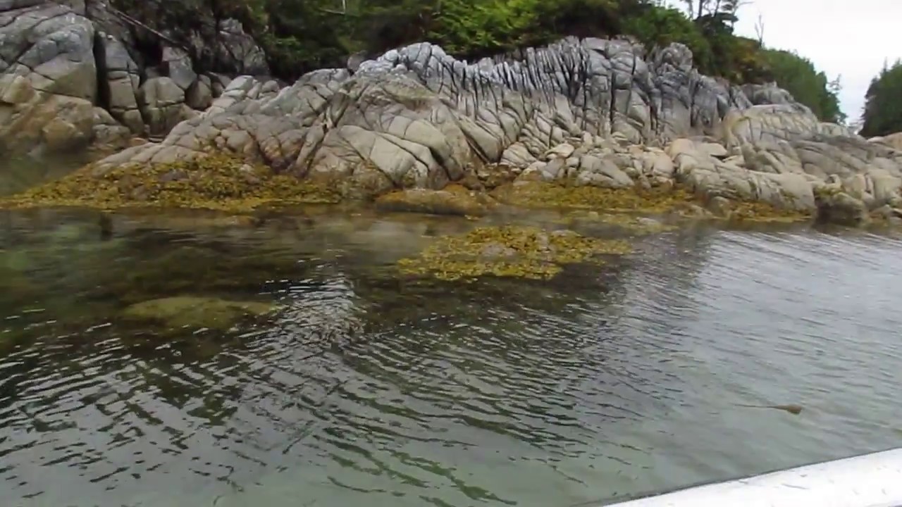 Stephens Island, BC - trying not to get trapped by low tide. - YouTube