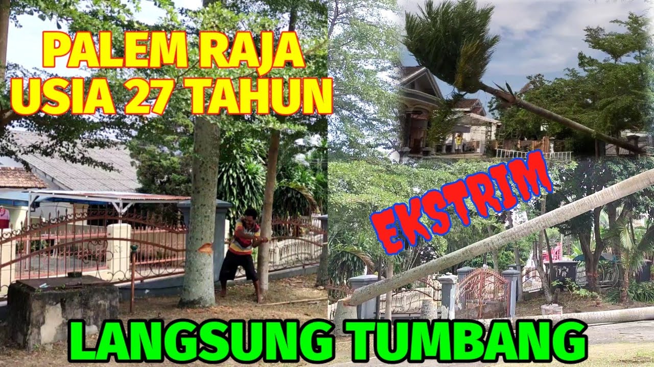 Proses Menebang Pohon Palem Raja Yang Berusia Sekitar 27 Tahun - YouTube