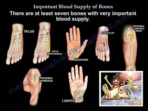 Important Blood Supply of Bones Animation - Everything You Need to Know ...