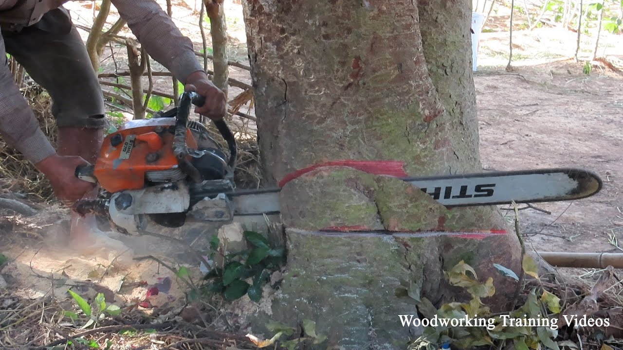 Big Tree Removal With STIHL Chainsaw MS720! Chainsaw VS Big Oak Tree ...
