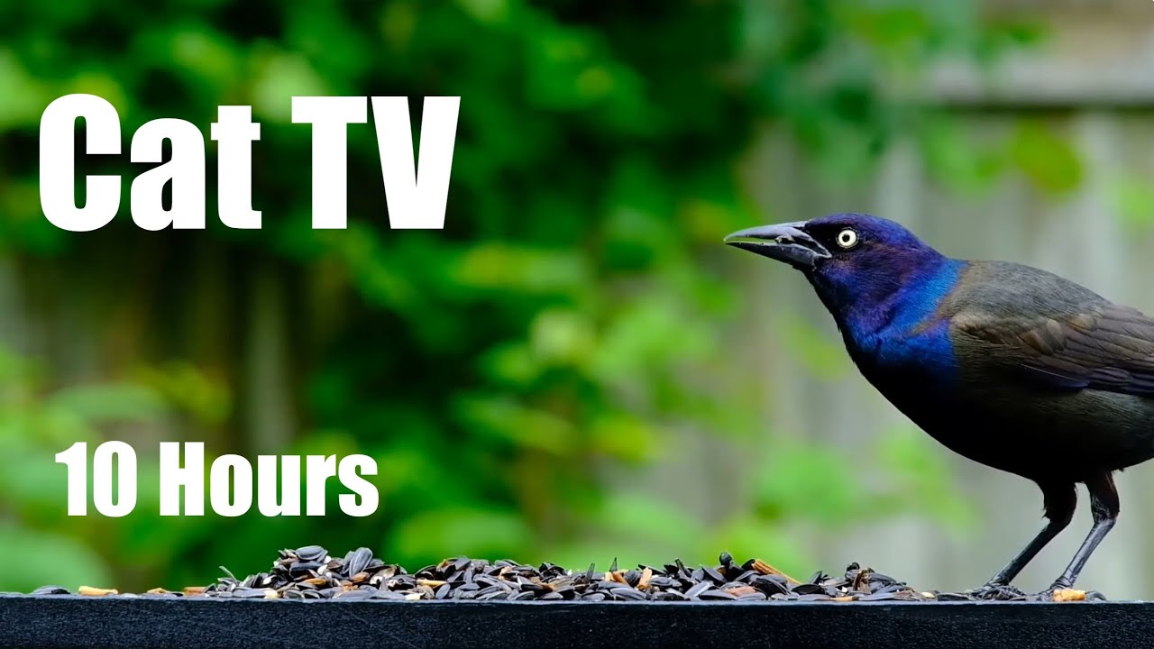 Saturday Morning Cartoons for Pets - 10 Hours of Backyard Animals - Cat ...