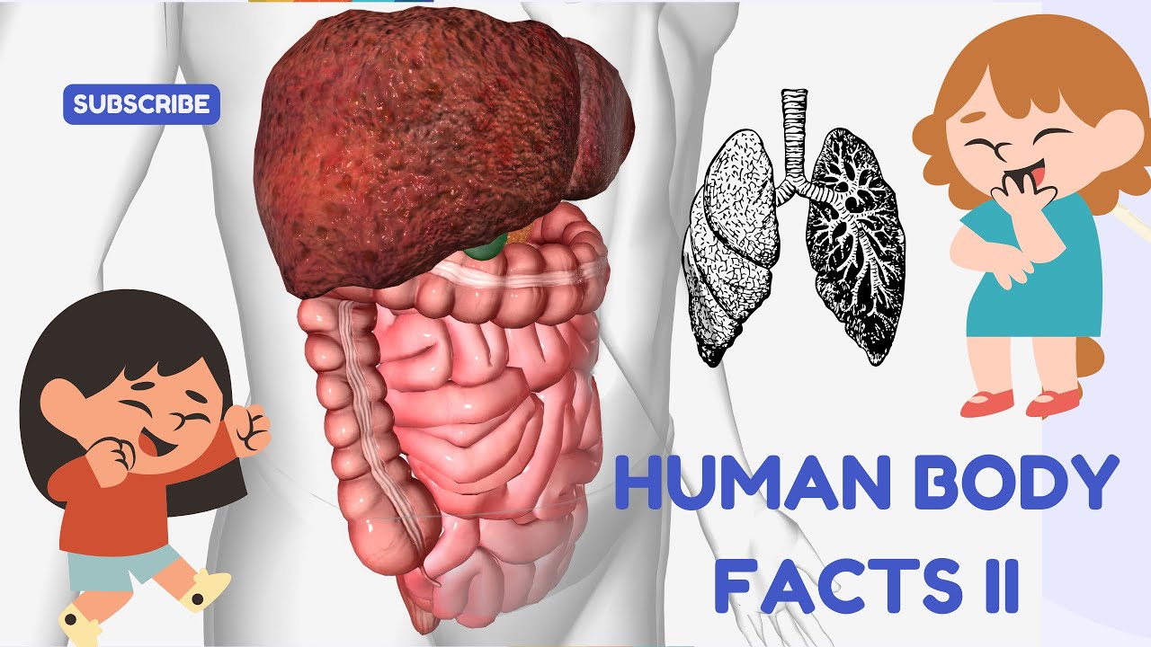 Human Fun Body Facts for kids - YouTube