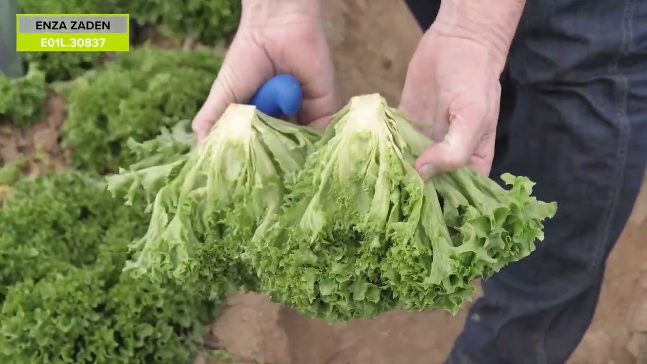 E01L.30837, Lollo Bionda lettuce - YouTube