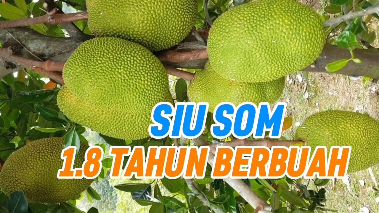 Nangka Siu Som Yang Artinya Sangat Genjah #nangkavietnam #nangkasiusom ...