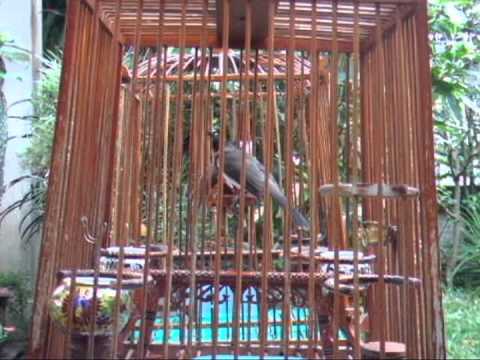 Champion Bloodline Crossbreed SOLD - RARE Open Tail Keke Bird P2 - YouTube