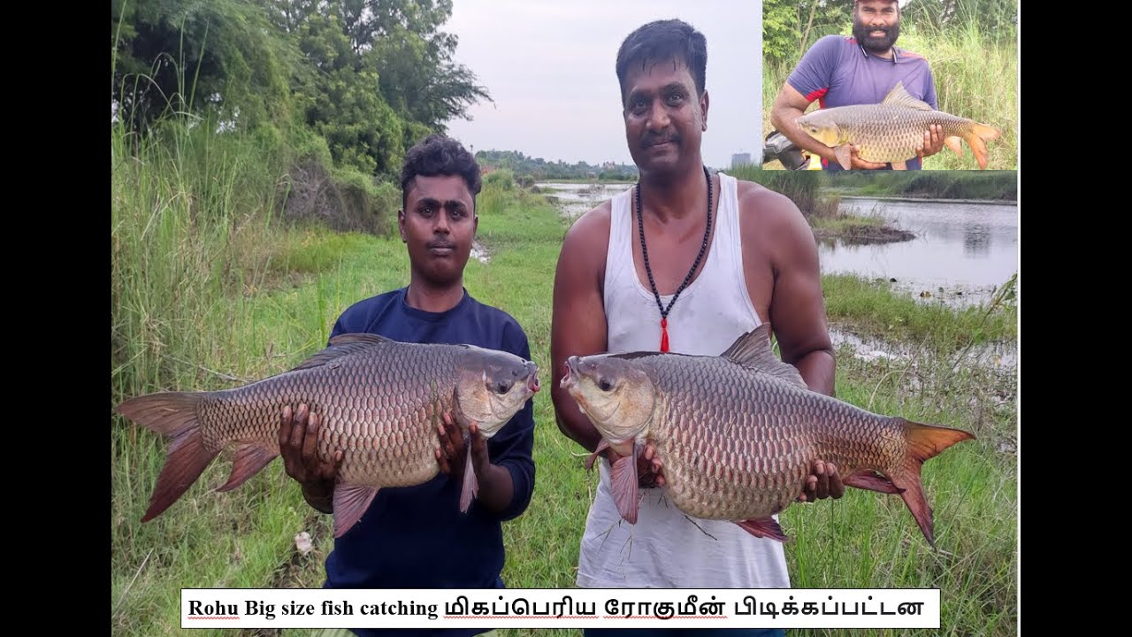 Rohu Big size fish catching மிகப்பெரியரோகுமீன் - YouTube