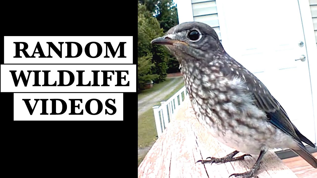 Random Wildlife Videos - YouTube